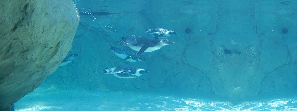 OTL Construction Project at National Aviary Penguin Point Exhibit