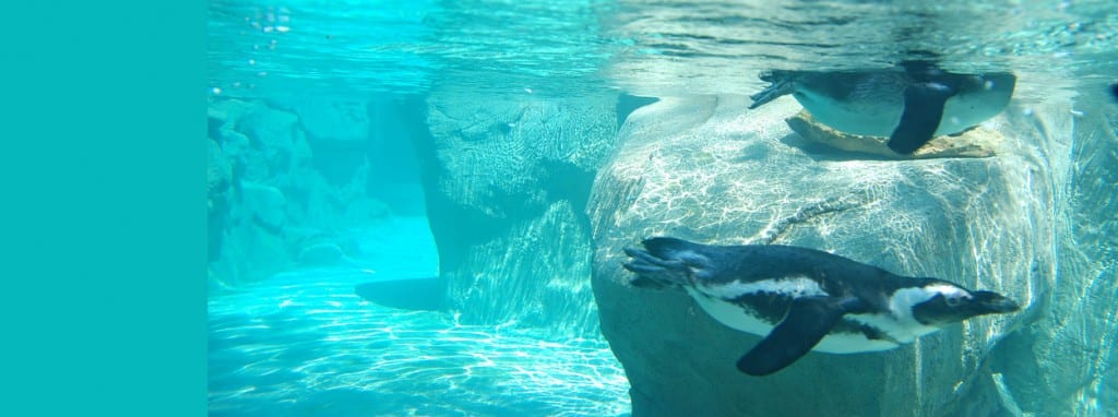 OTL Construction Project at National Aviary Penguin Point Exhibit