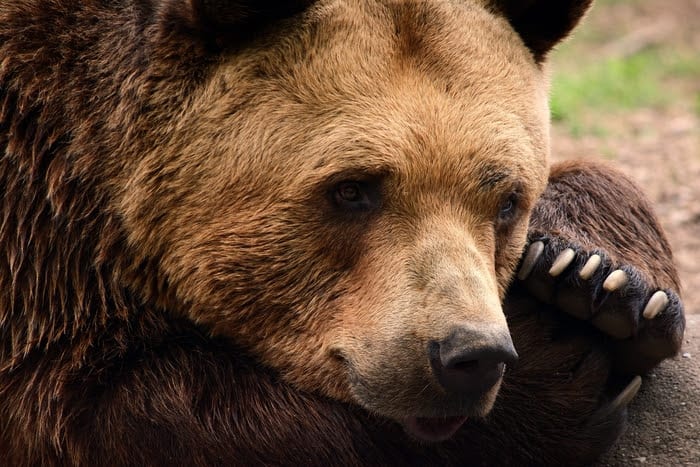 OTL Helps Otters & Bears Feel at Home at Riverbanks Zoo & Garden